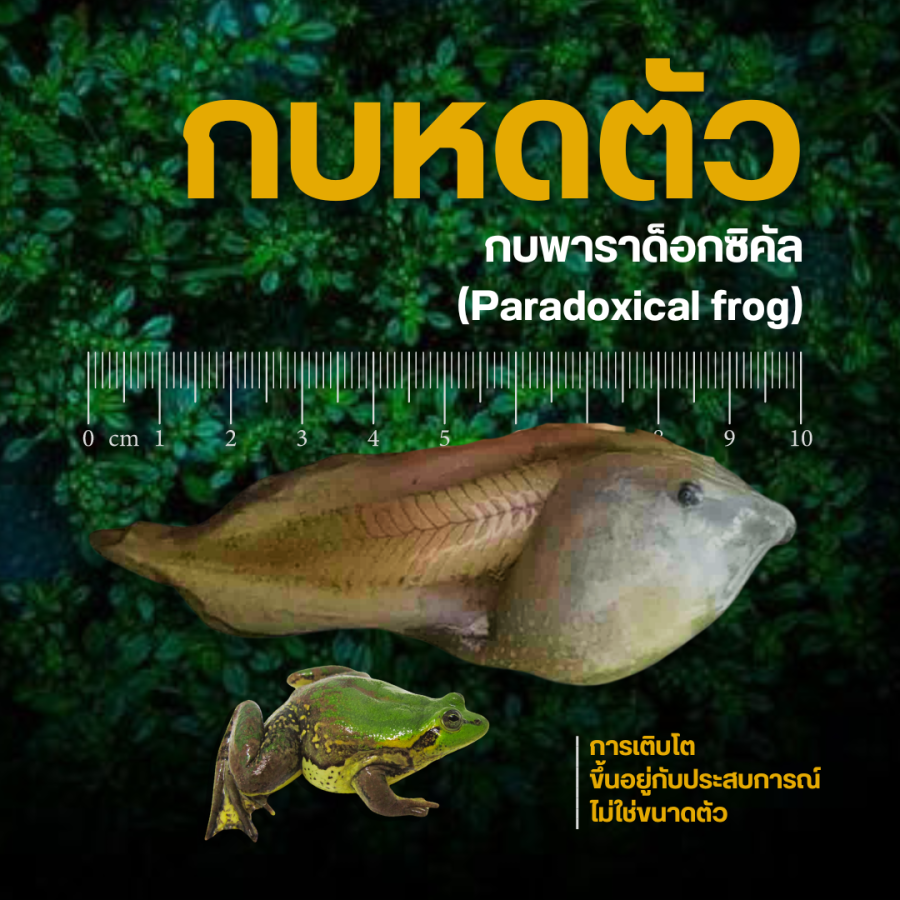 กบพาราด็อกซิคัล (Paradoxical frog) กบหดตัว
